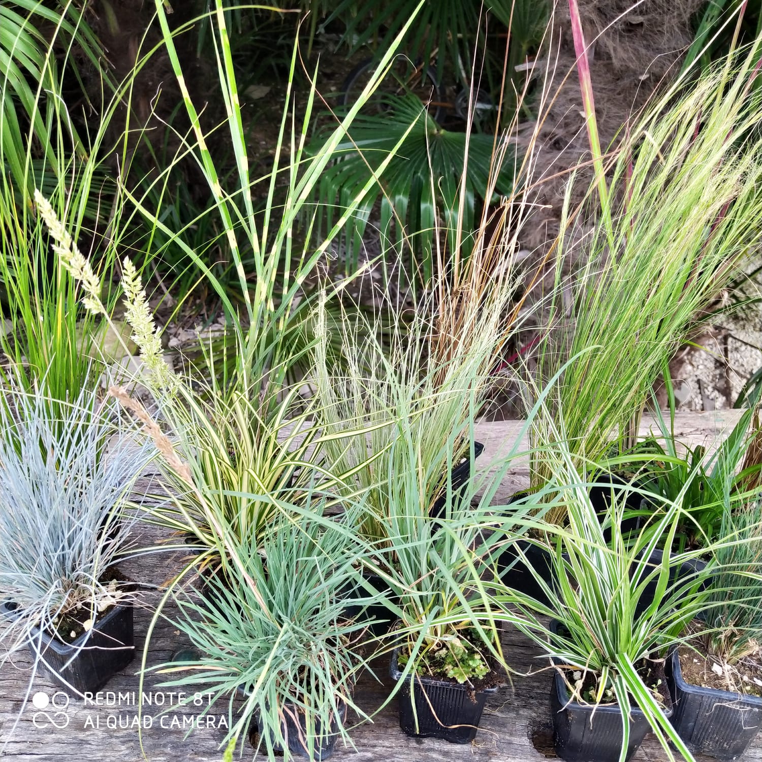 Graminacee - Vivaio La Felce